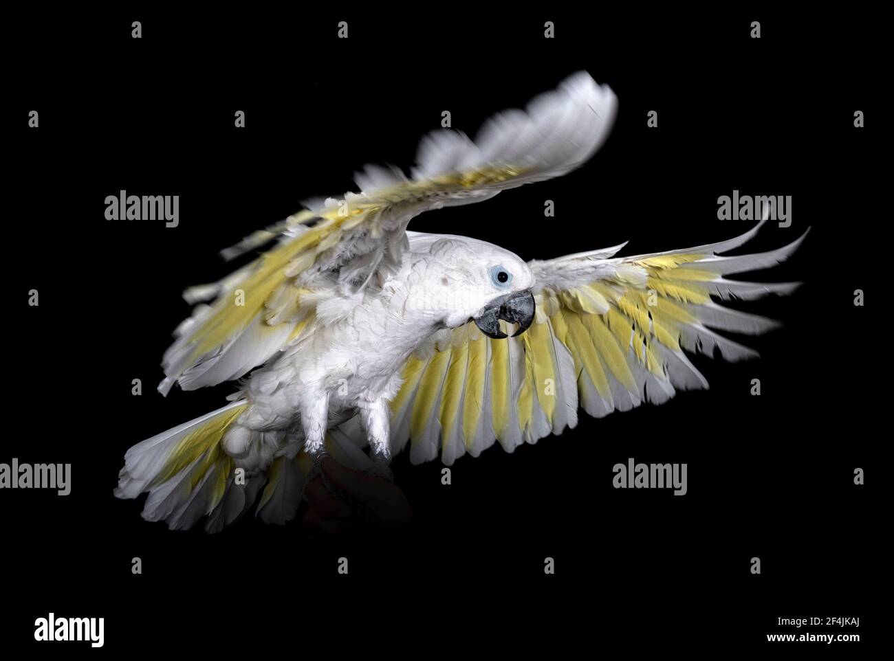 White cockatoo in front of black background Stock Photo - Alamy