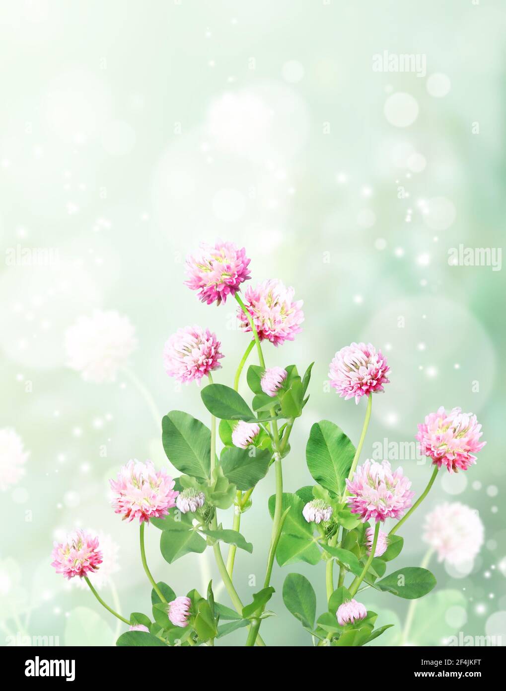 Wild red clover (Trifolium pratense) on sunny beautiful nature spring ...