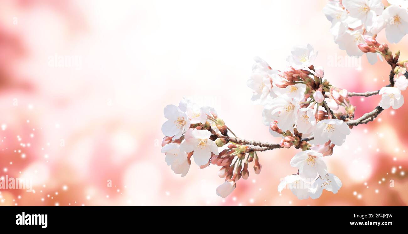 Magical scene with sakura flowers. Beautiful nature spring background ...