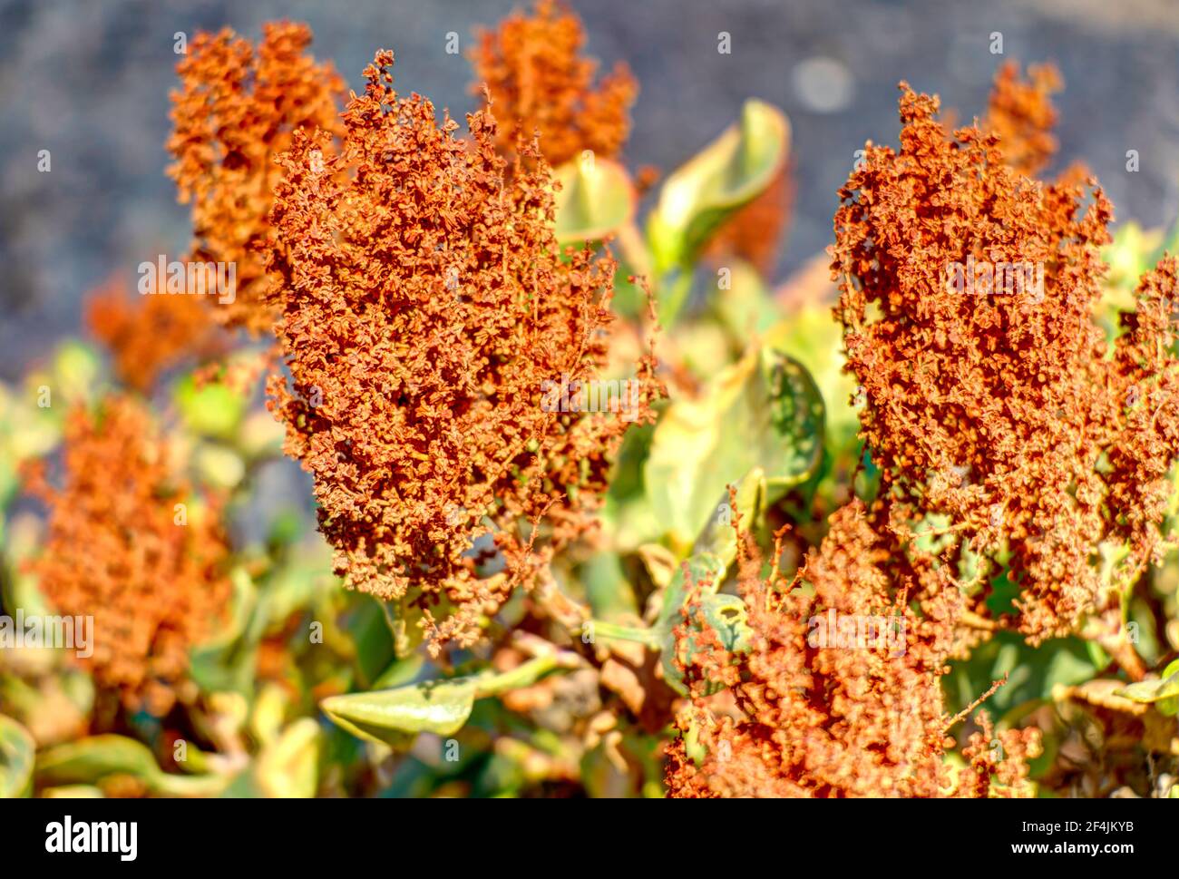 Flora in La Palma island, Spain Stock Photo - Alamy