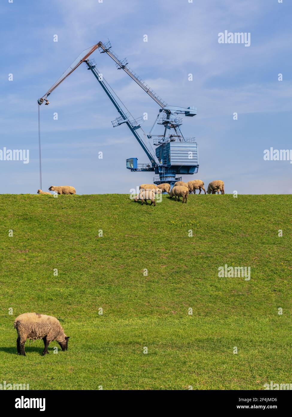 Loading sheep hi-res stock photography and images - Alamy