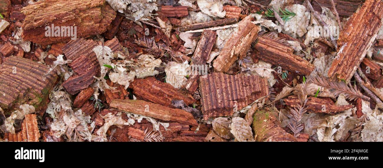 Woodland background showing broken chips of wood on forest floor Stock ...