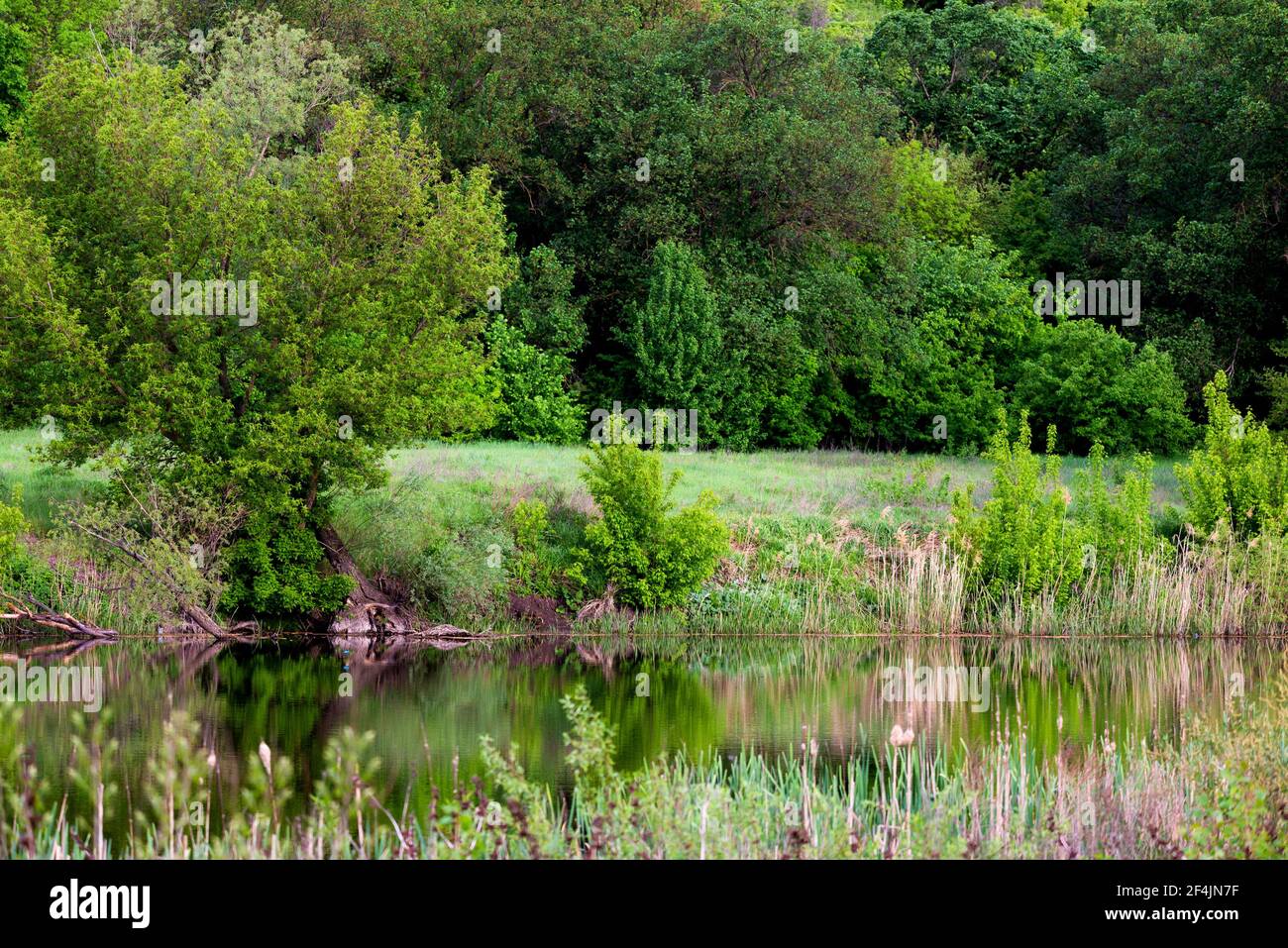 Forest spring or river flow landscape, calm nature background Stock ...