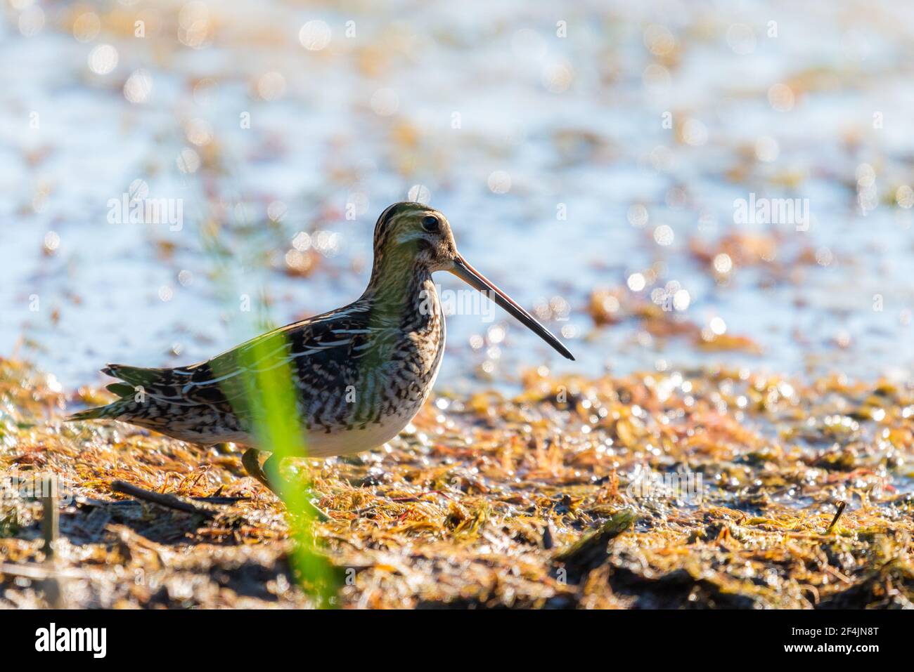 Common Snipe Habitat