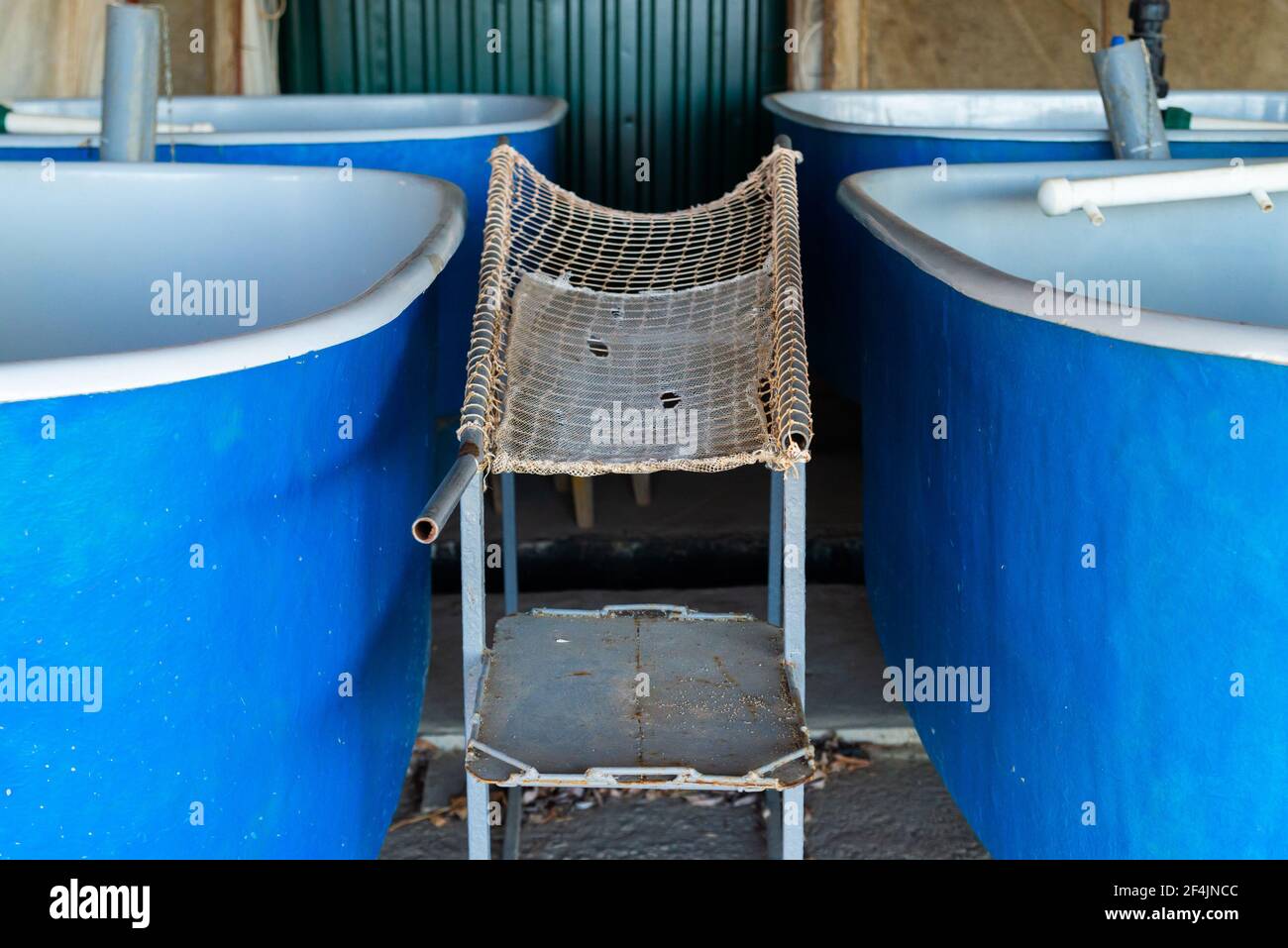 Table for extracting sturgeon caviar from an adult fish on fish farm ...