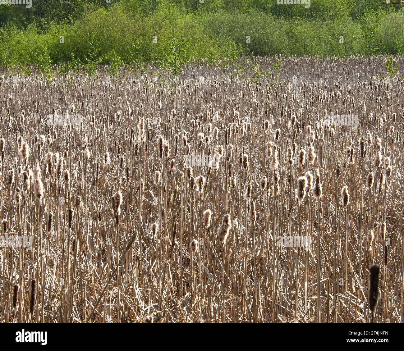 Marsh pattern hi-res stock photography and images - Alamy