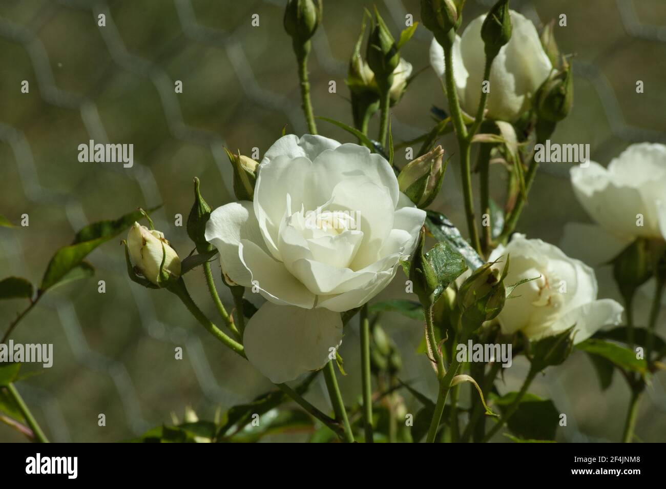 Iceberg rose in full bloom in autumn Stock Photo - Alamy