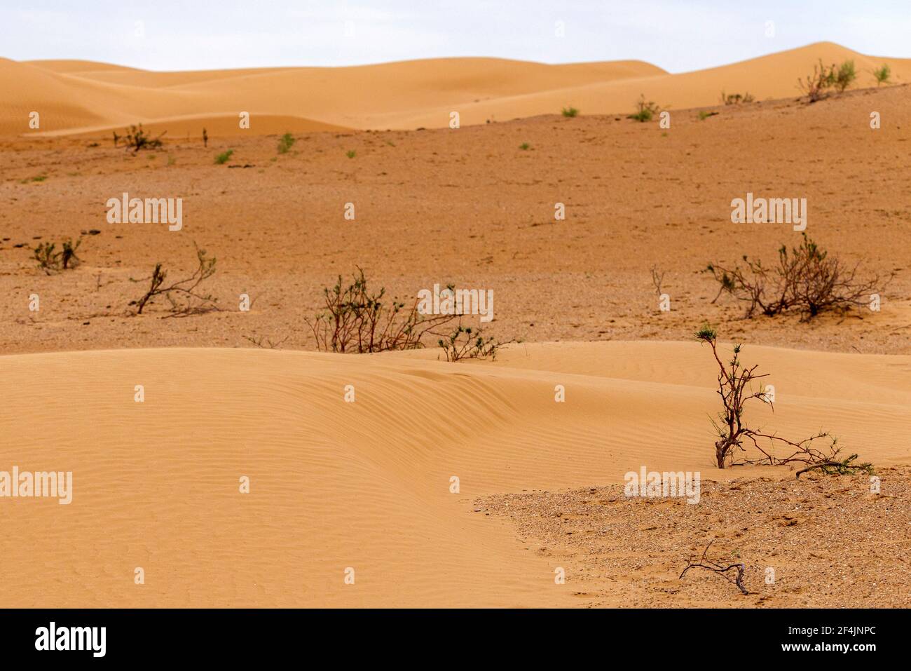 Bend of the ridge of a sand dune in the desert Stock Photo - Alamy