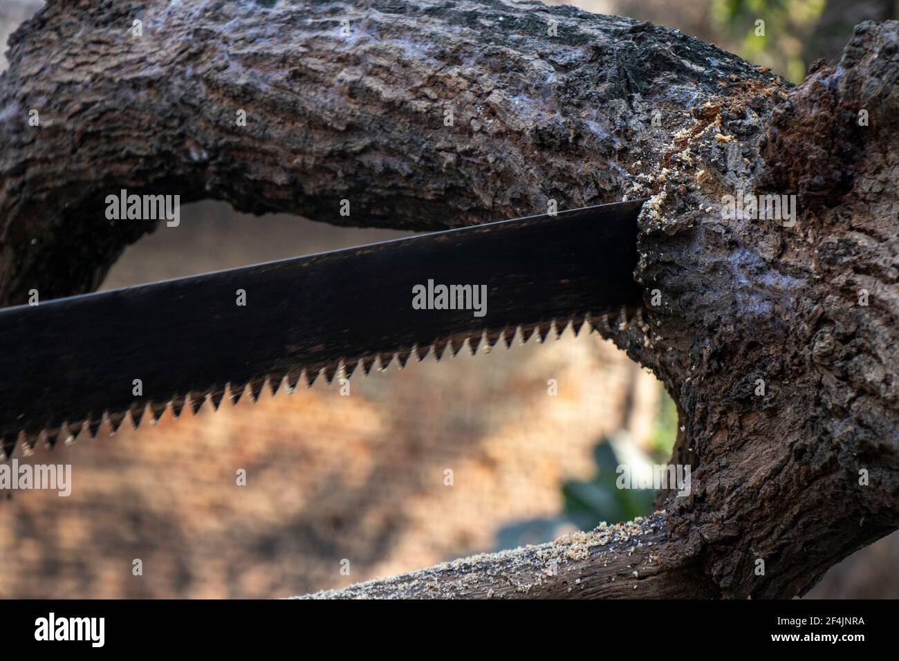 Sawing motion hi-res stock photography and images - Alamy
