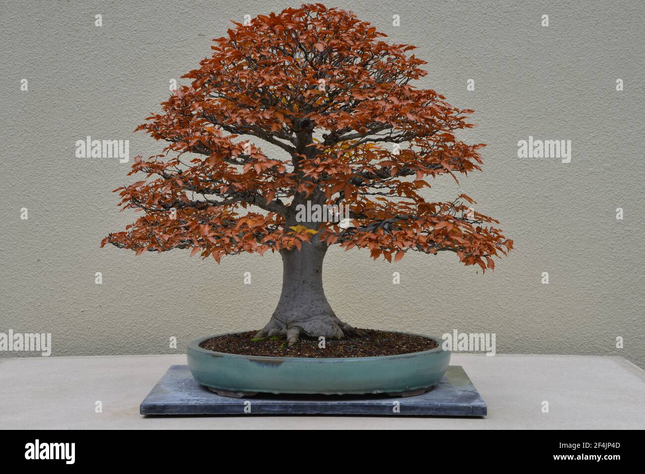 Bonsai: Japanese Beech Stock Photo - Alamy