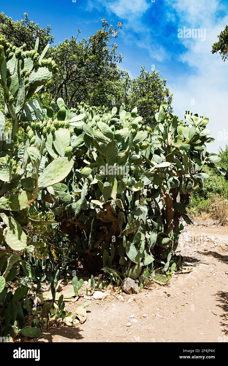 Cactus turkey hi-res stock photography and images - Alamy