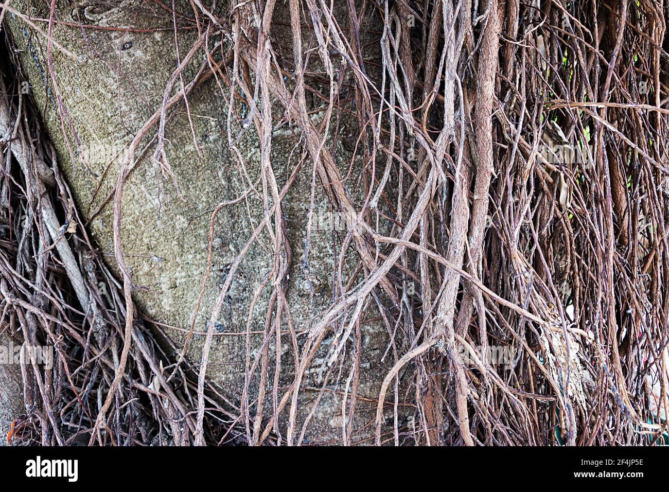 Roots of old tree without ground - organic background, texture Stock ...
