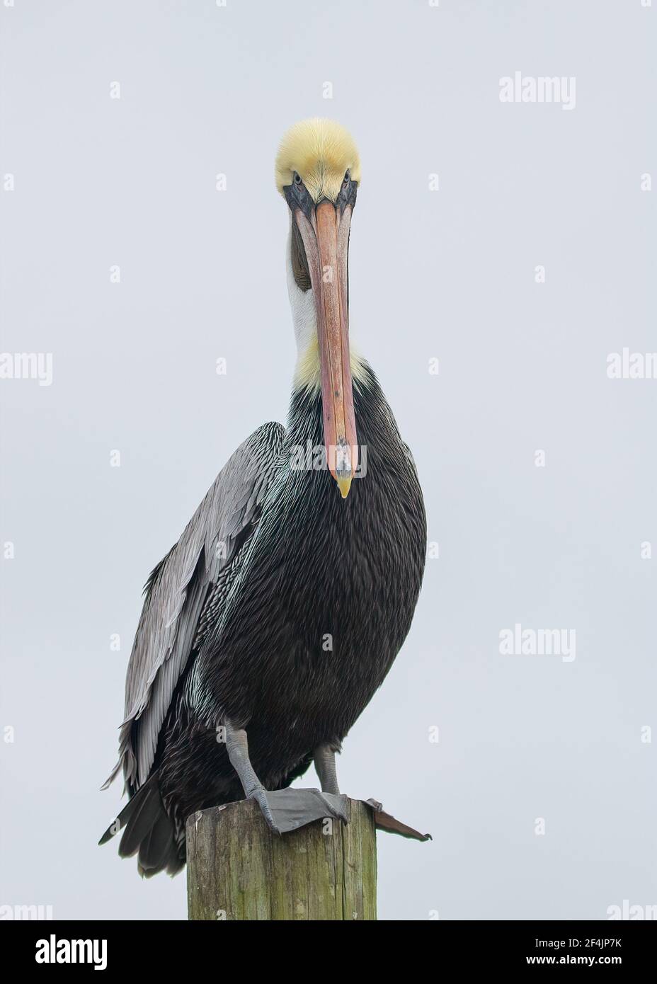 Pelican looking into the camera hi-res stock photography and images - Alamy