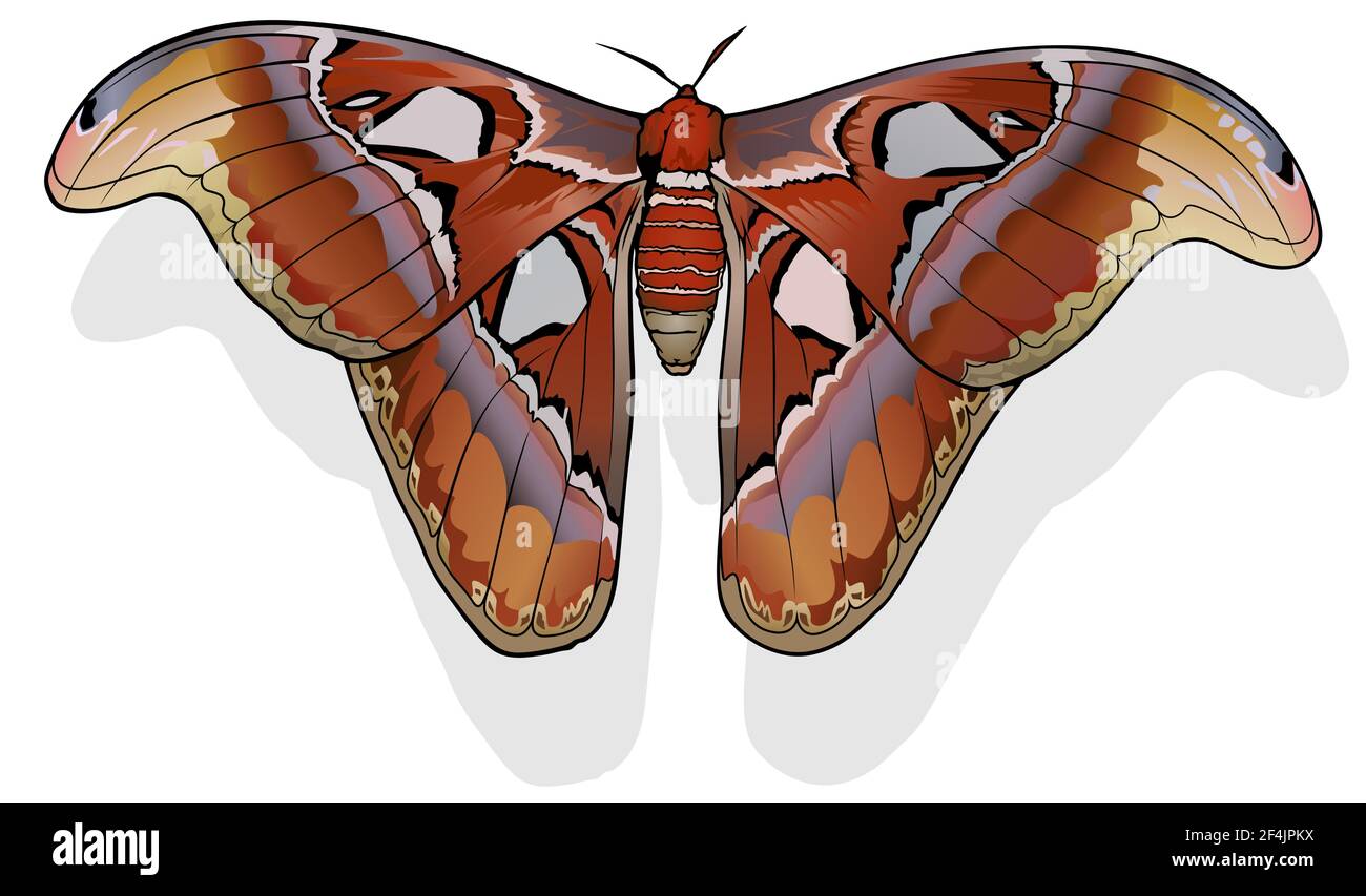 Atlas moth attacus atlas Stock Vector Images - Alamy