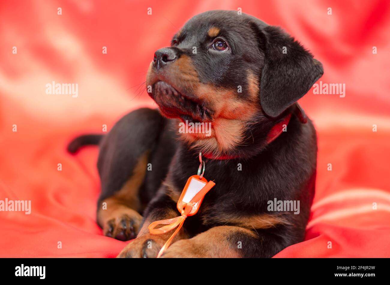 Close Up Rottweiler Puppy High Resolution Stock Photography and Images ...