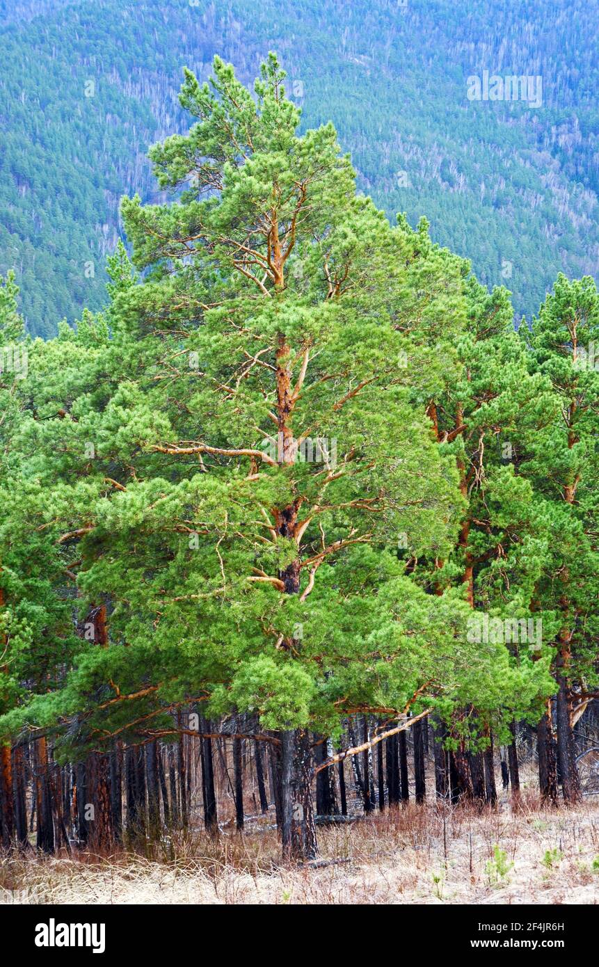 Pine tree in Stolby Nature Sanctuary, Krasnoyarsk, Siberia, Russia ...