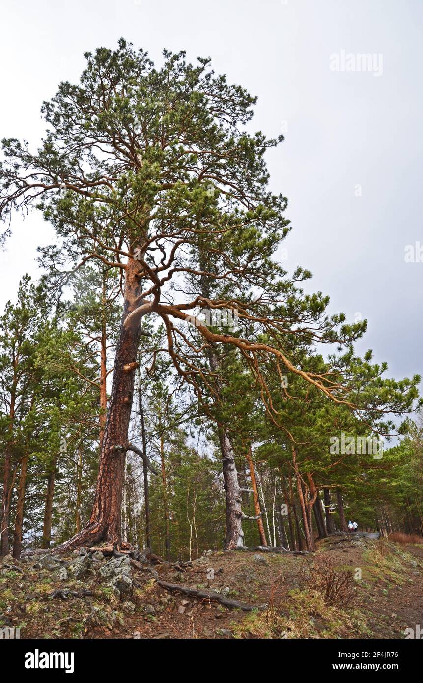 Stolby nature reserve russia hi-res stock photography and images - Alamy
