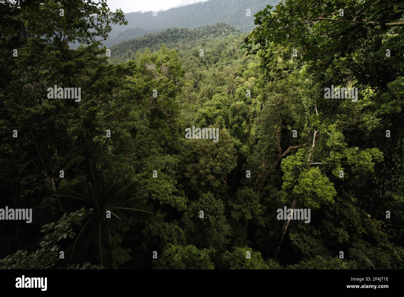 Lowland rainforest canopy, a view towards Manusela National Park as ...