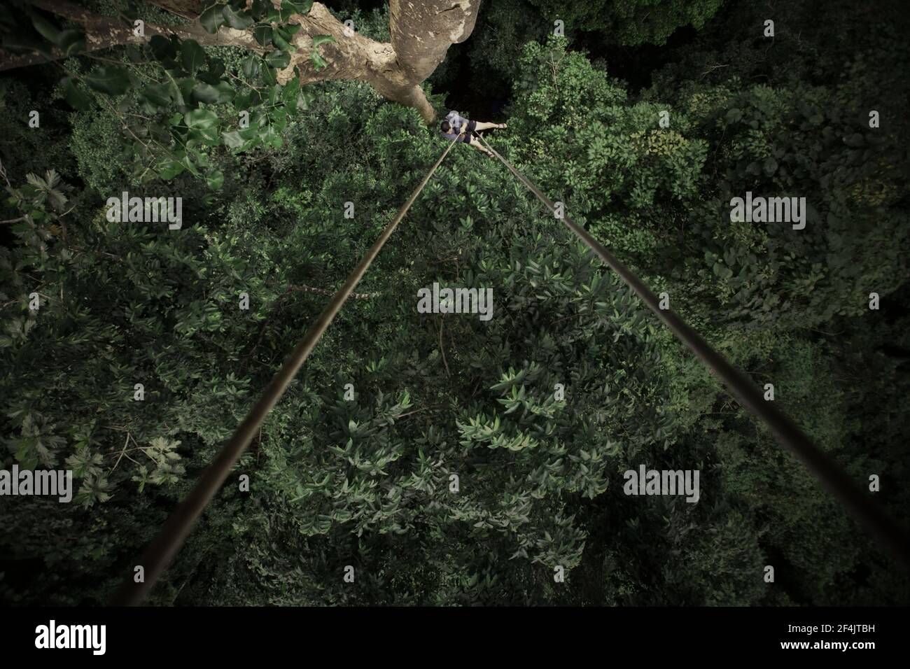 Lowland forest canopy is seen from a viewing platform built to promote ...