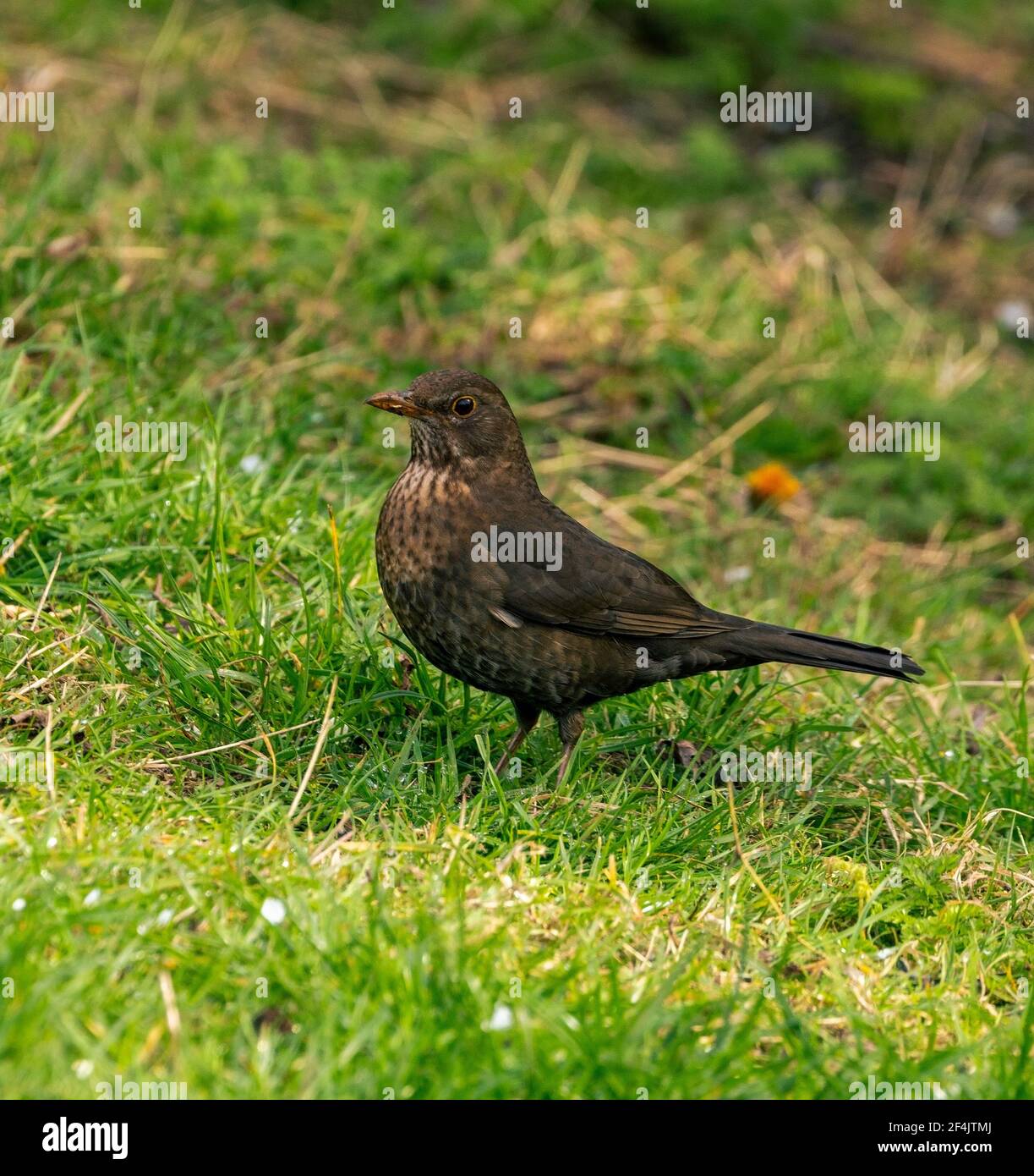 Turdidae hi-res stock photography and images - Alamy