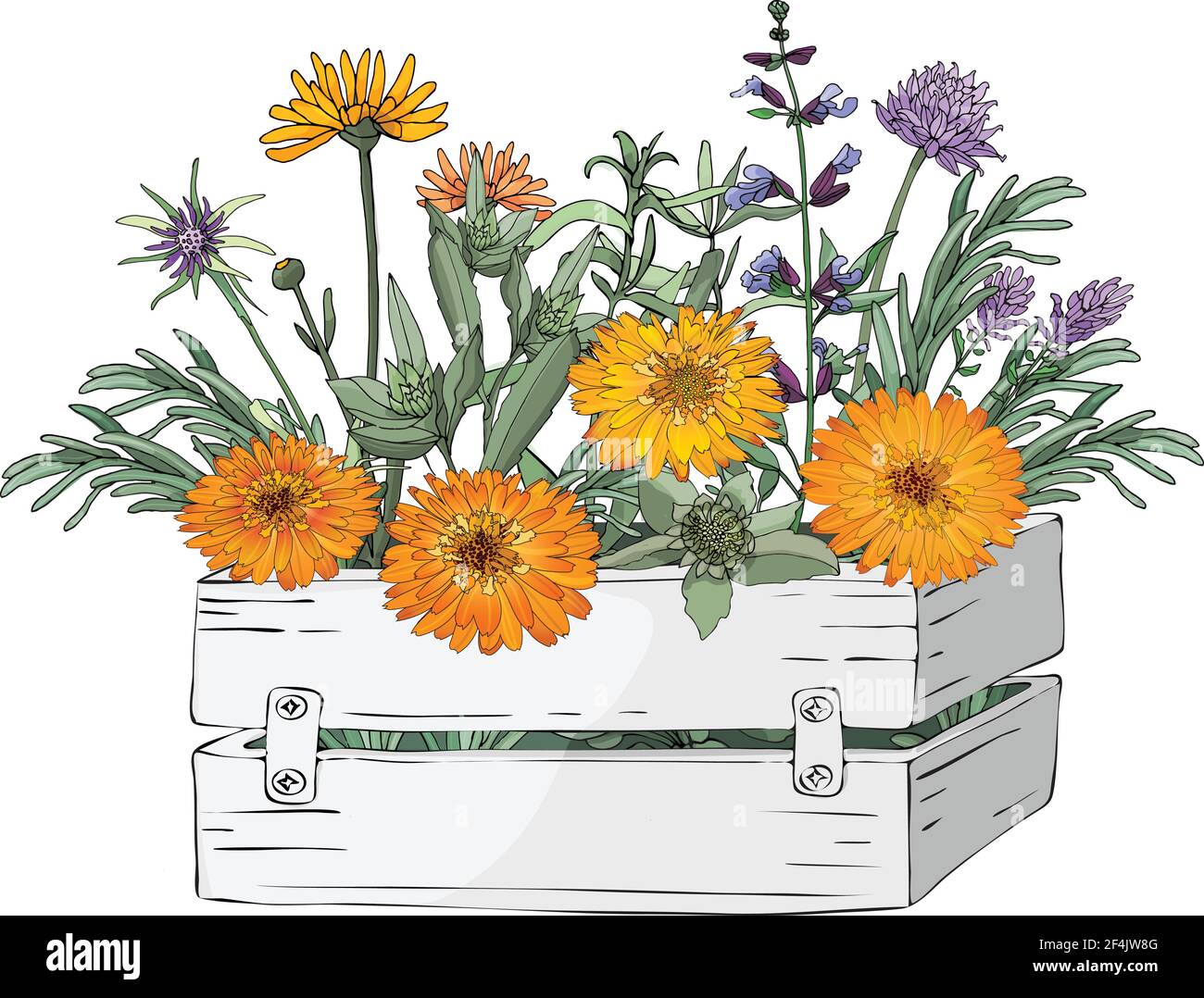 Dandelion flowers in wooden Stock Vector Images - Alamy