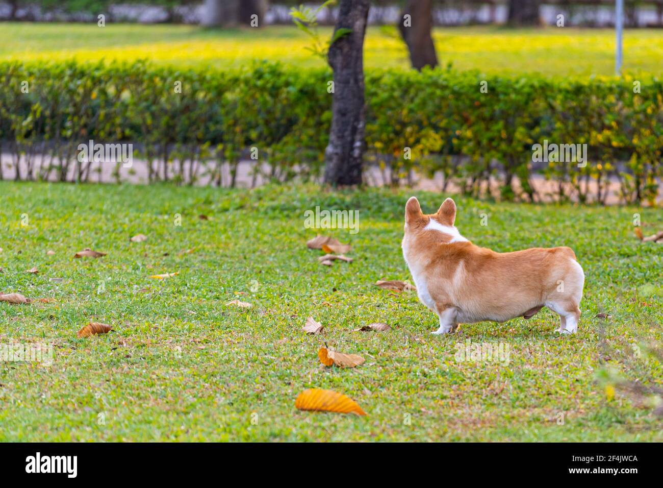 Fat dog corgi hi-res stock photography and images - Alamy