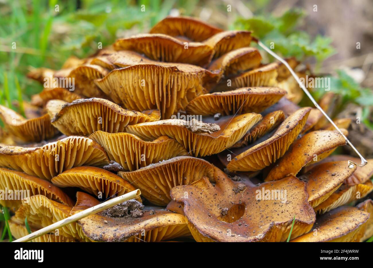 huge stack of red orange brown mushroom fungus plates with exposed ...
