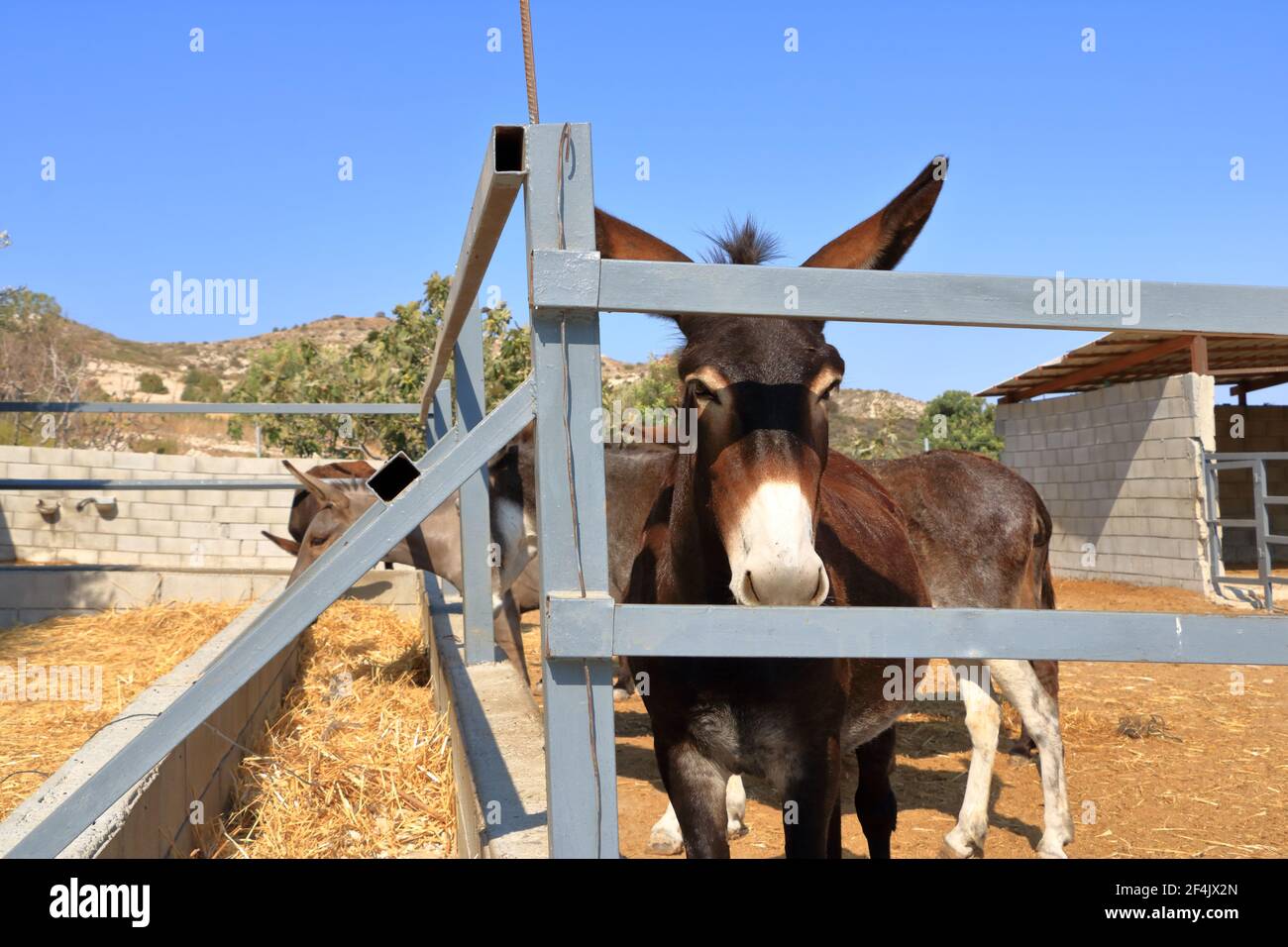 Donkeys face fence hi-res stock photography and images - Alamy