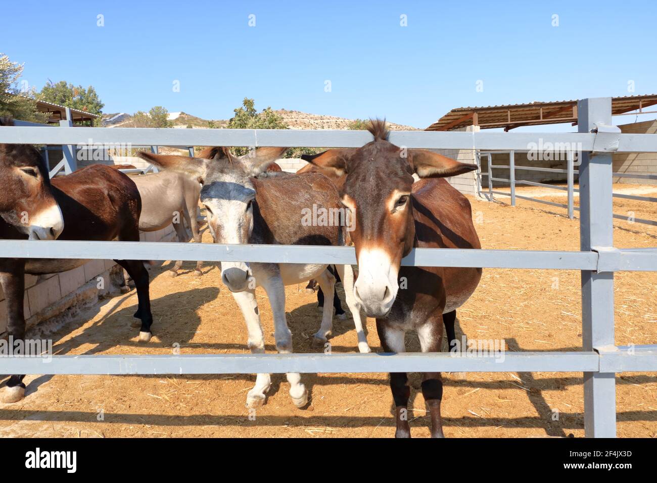 Donkeys on the donkey farm Stock Photo - Alamy