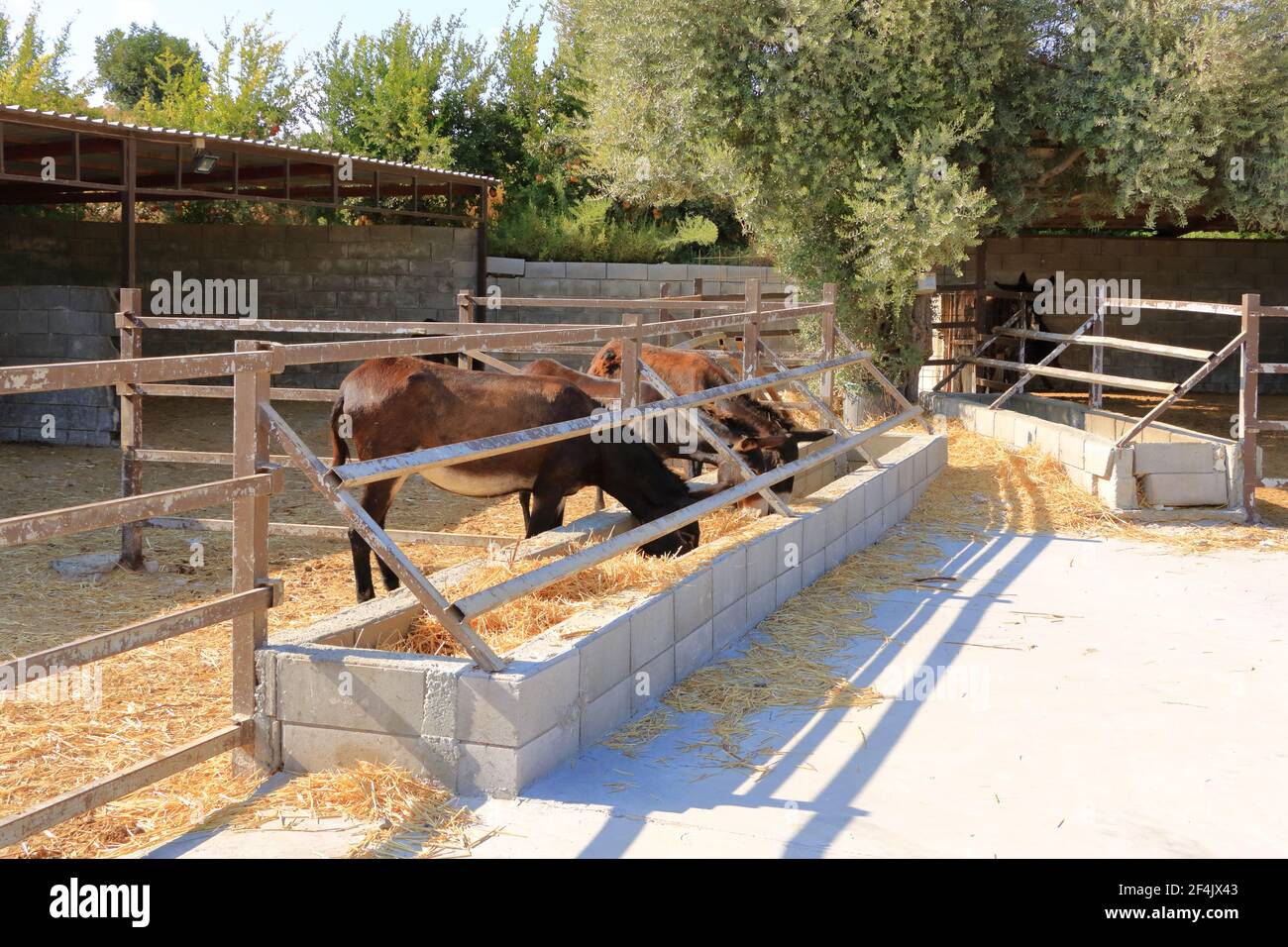 Donkeys on the donkey farm Stock Photo - Alamy