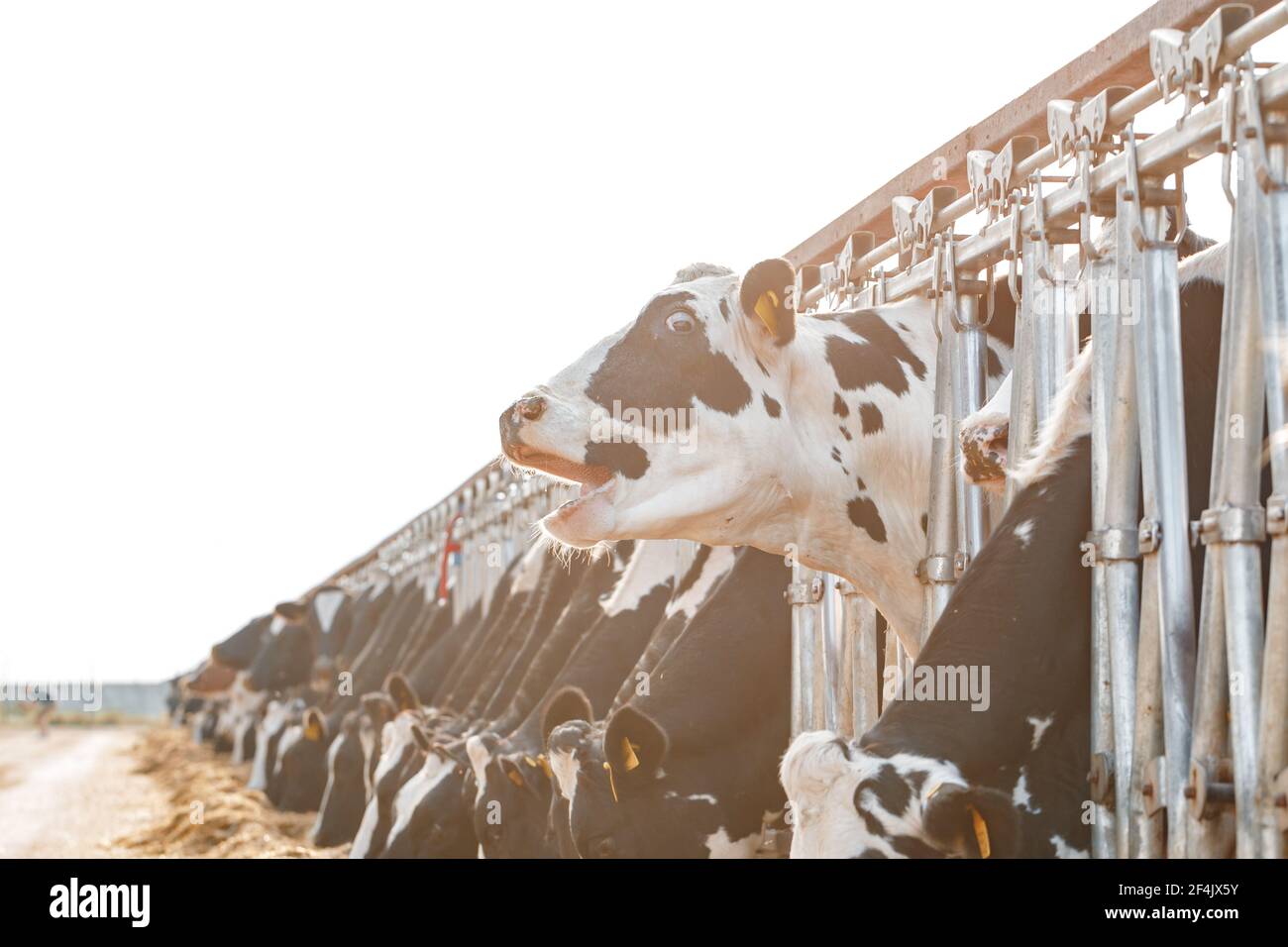 Black and white spotty cows on a farm Stock Photo - Alamy