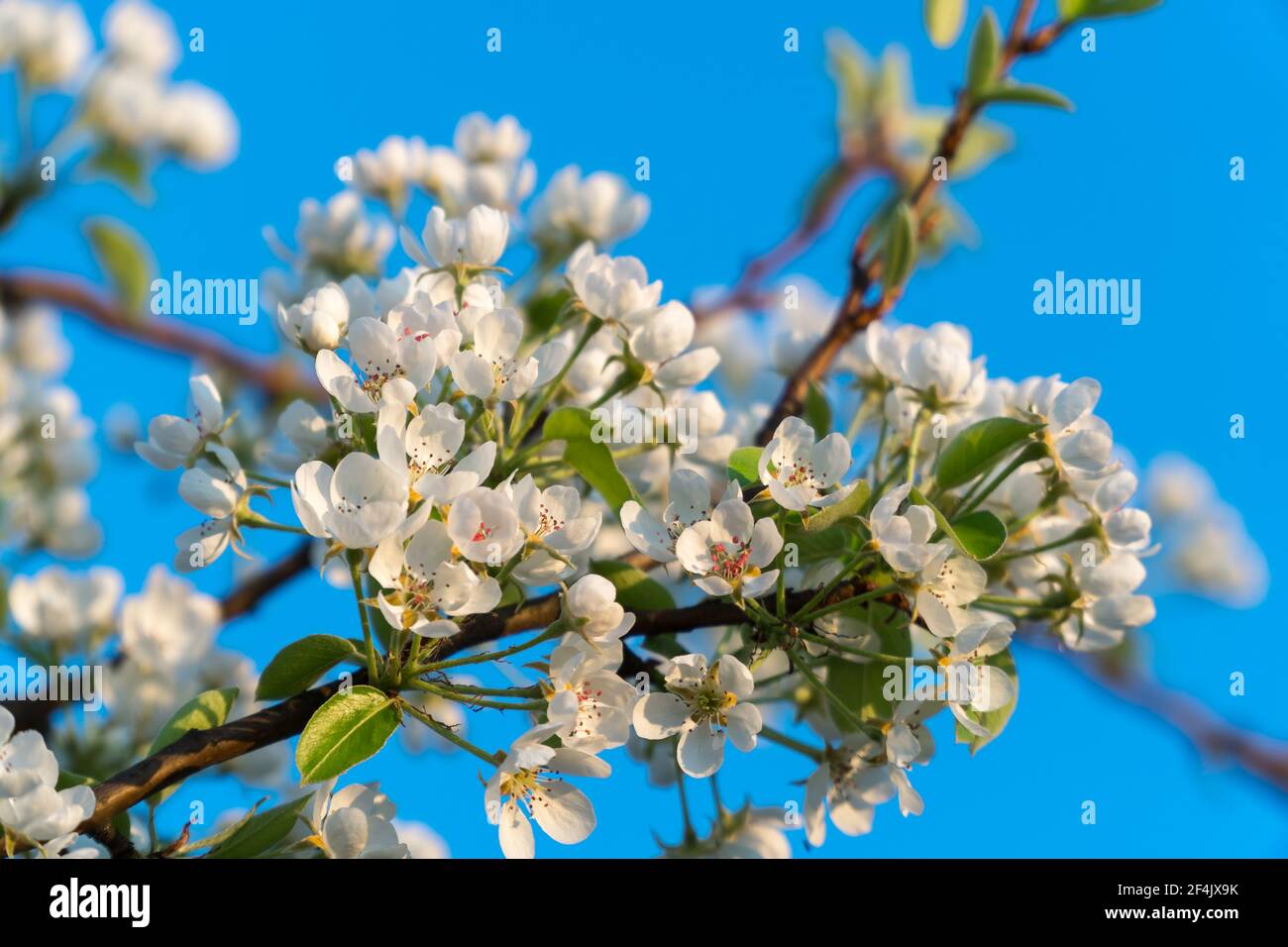 Closeup cherry spring tree hi-res stock photography and images - Alamy