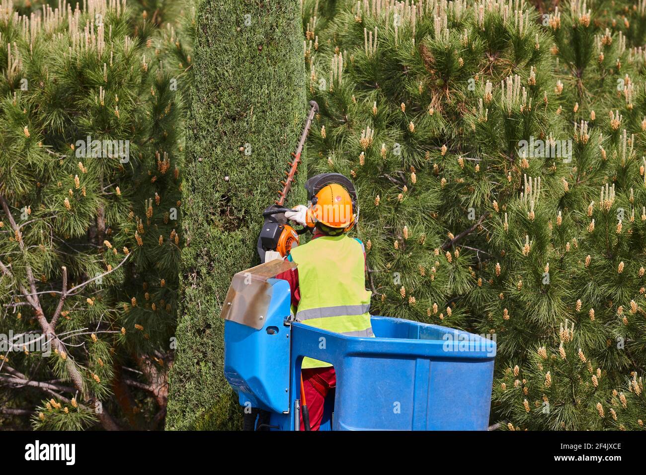 Gardener pruning a cypress on a crane. Seasonal trees maintenance Stock ...