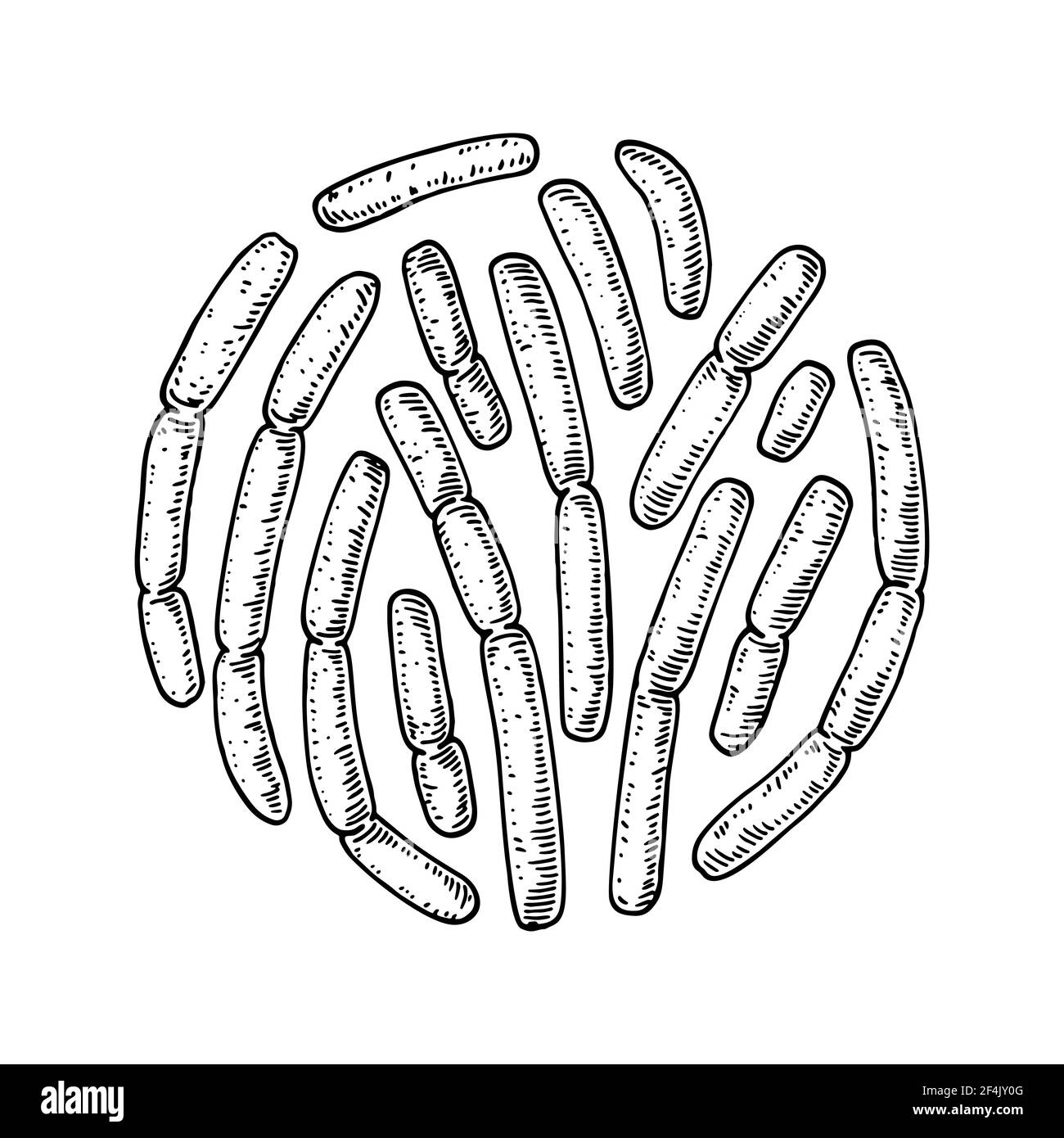 Hand drawn probiotic bulgaricus bacteria. Good microorganism for human ...