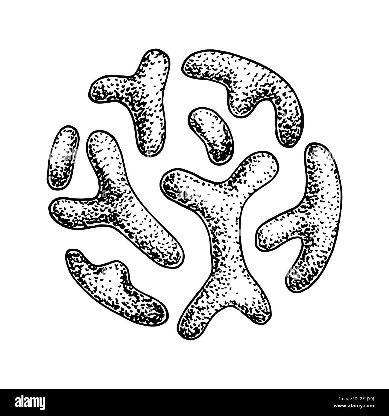 Bifidobacterium bacteria hi-res stock photography and images - Alamy