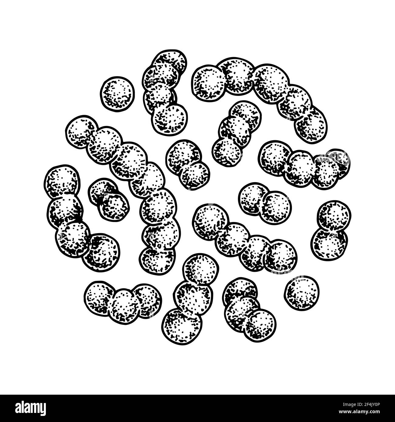 Hand drawn probiotic lactococcus bacteria. Good microorganism for human ...
