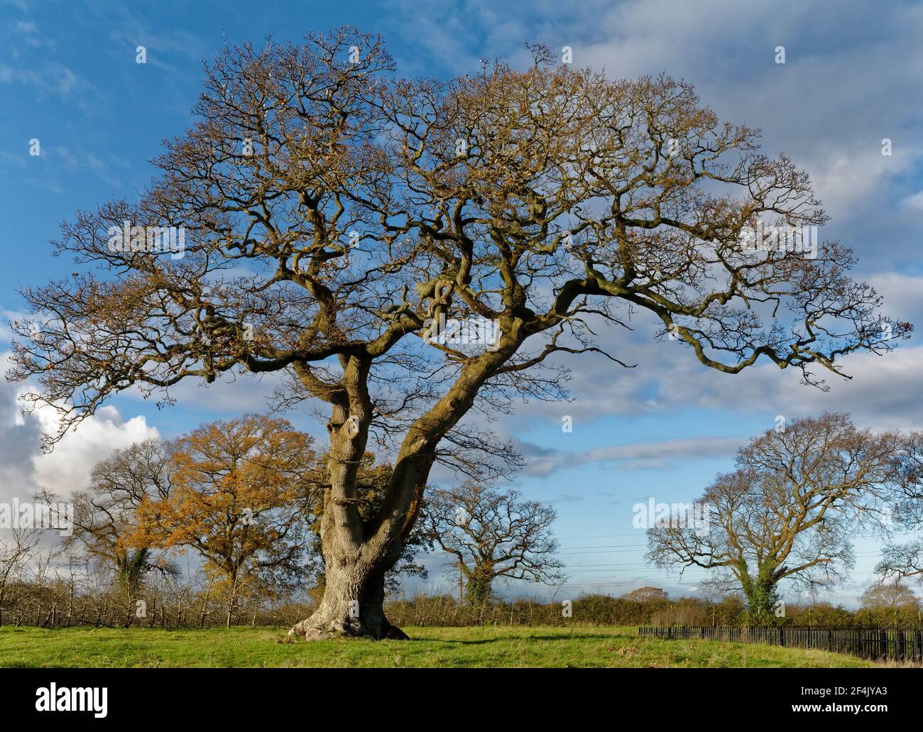 Old Pedunculate (English) Oak Tree - Quercus robur, in field, North ...