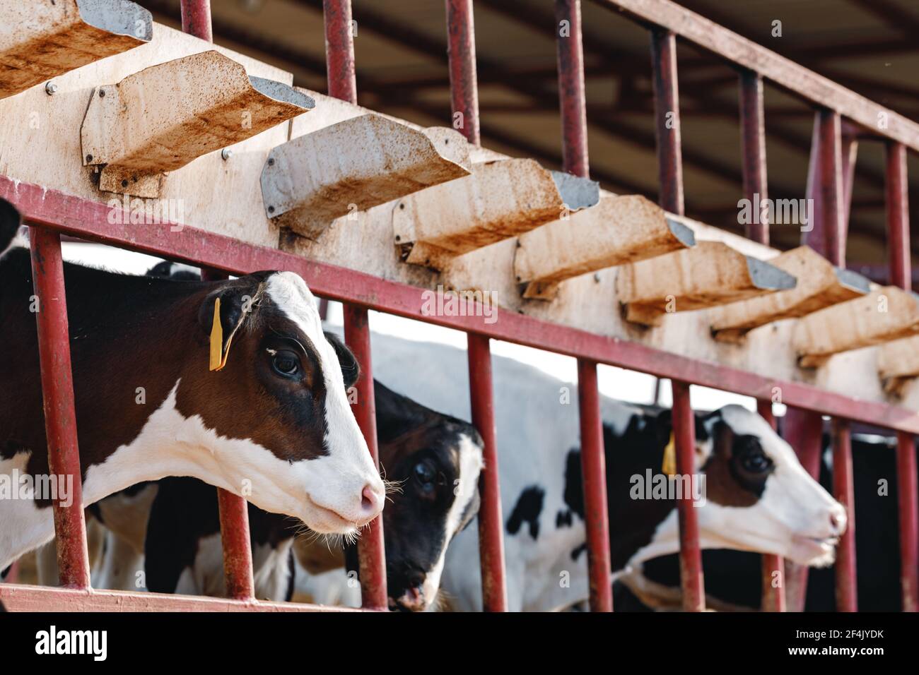 Young bull calf in a stall on a farm Stock Photo - Alamy
