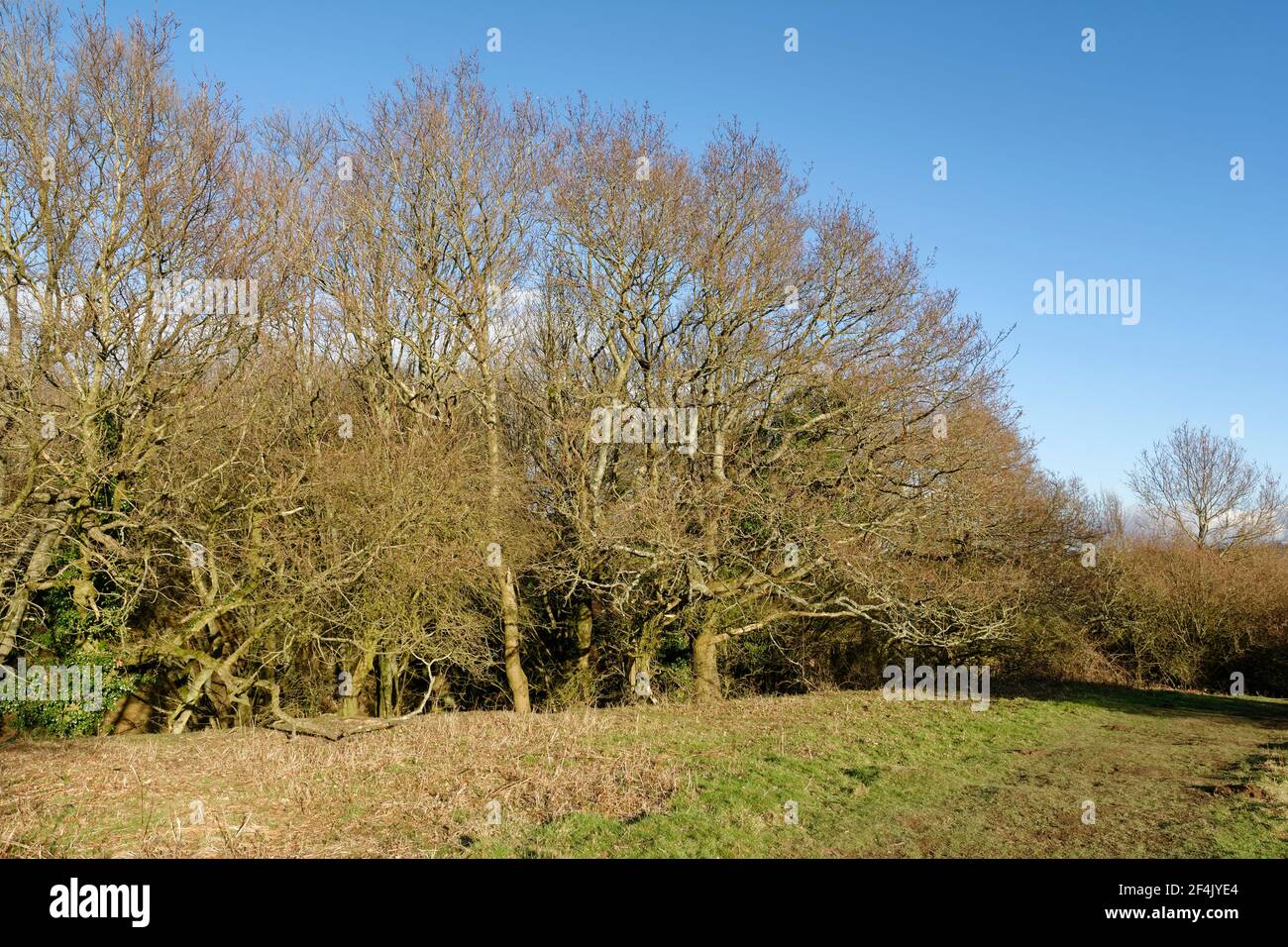 Pedunculate (English) Oak Tree - Quercus robur, in winter, Cotswolds ...