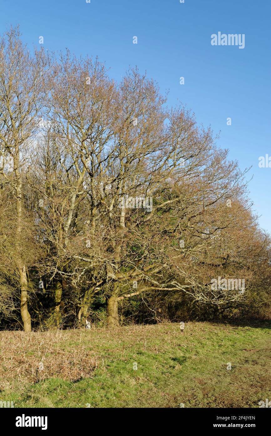 Pedunculate oak trees hi-res stock photography and images - Alamy