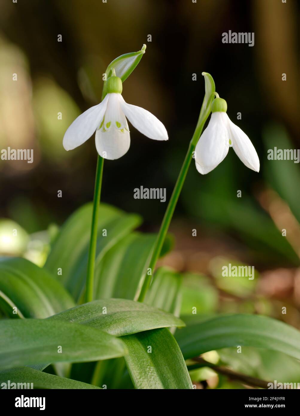 Rare snowdrop hi-res stock photography and images - Alamy
