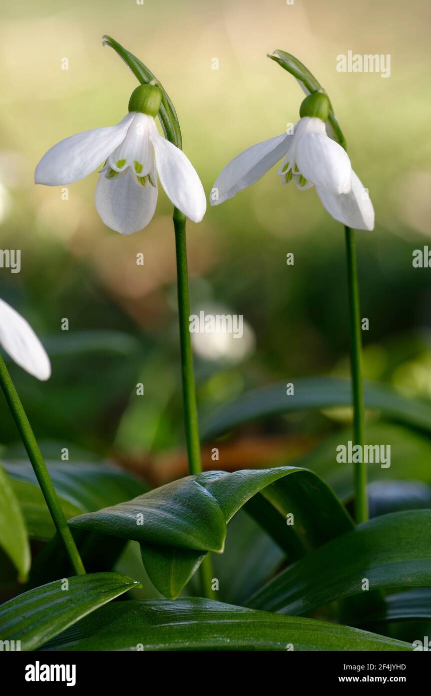 Rare snowdrop hi-res stock photography and images - Alamy