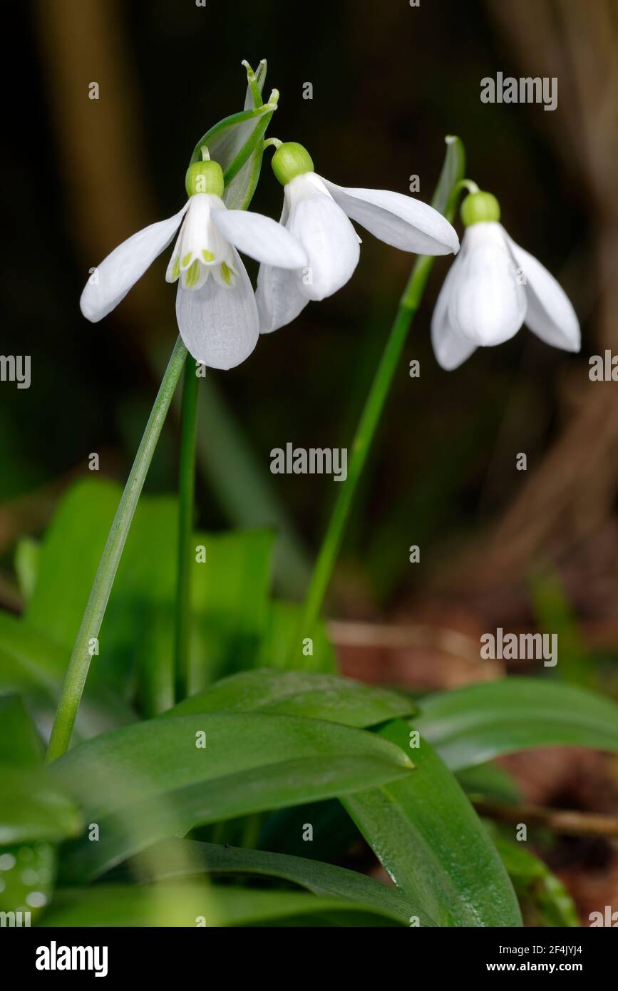 Rare snowdrop hi-res stock photography and images - Alamy