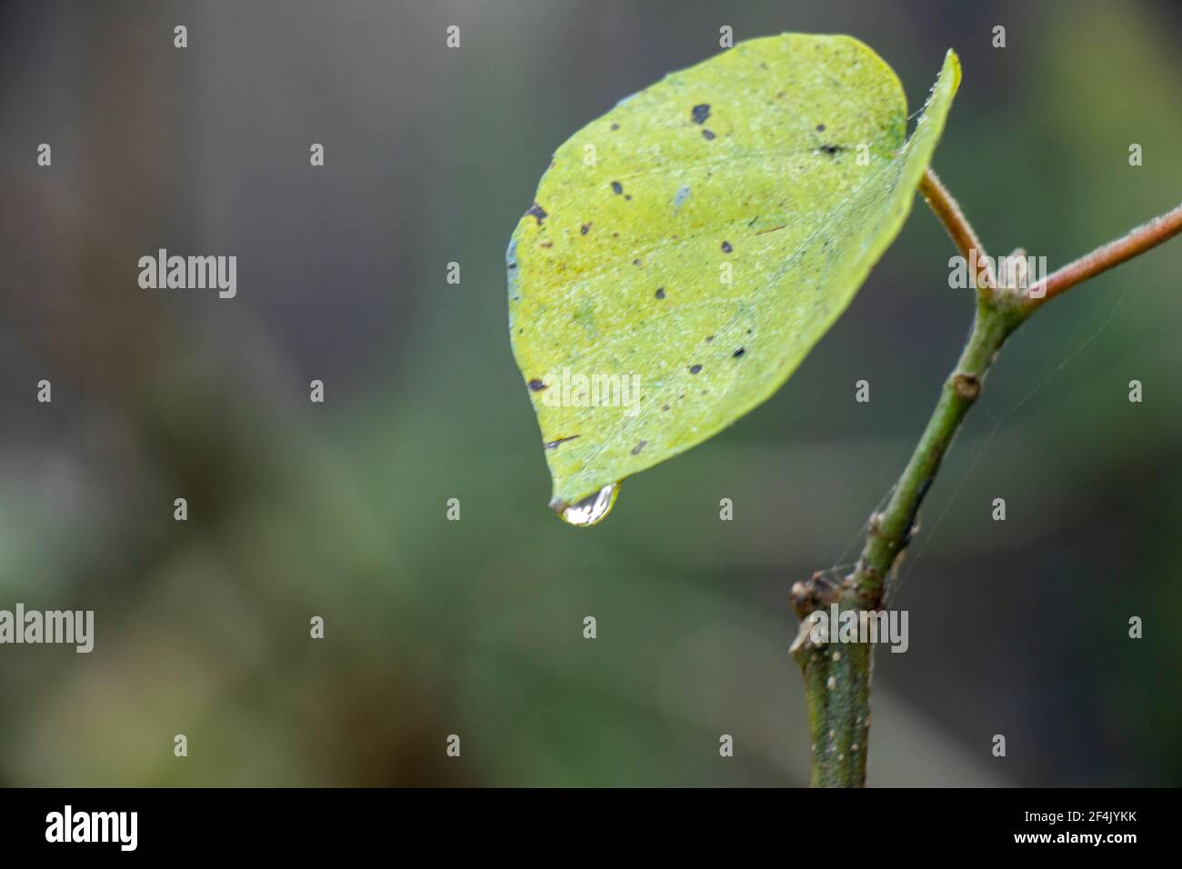 Water drop falling ground nature hi-res stock photography and images ...