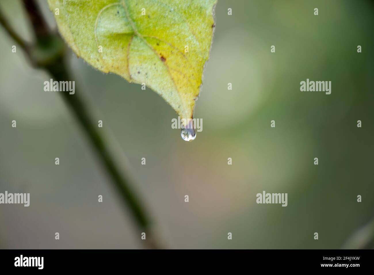 Water drop falling ground nature hi-res stock photography and images ...