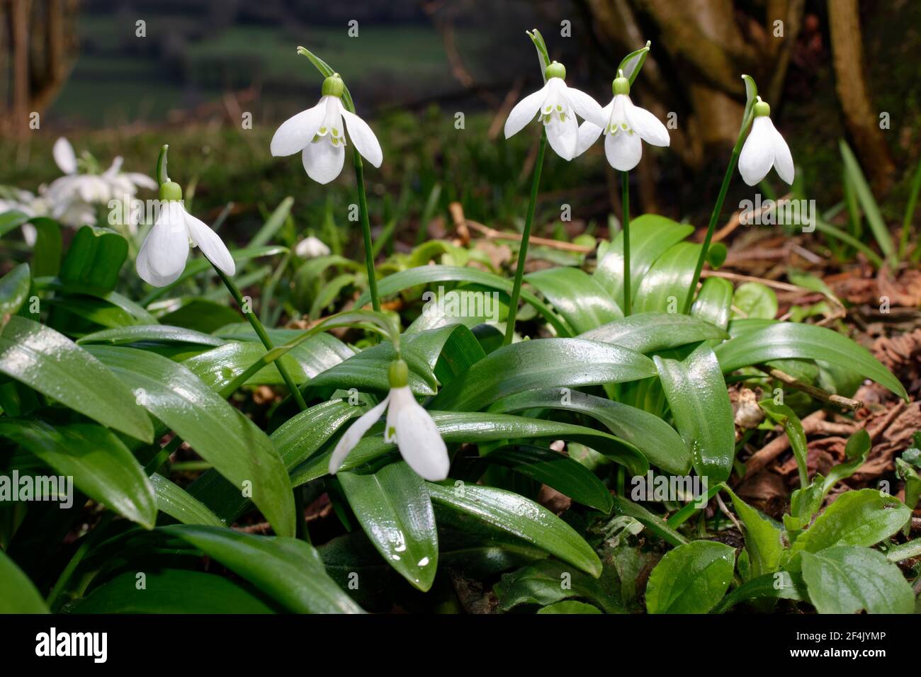 Rare snowdrop hi-res stock photography and images - Alamy