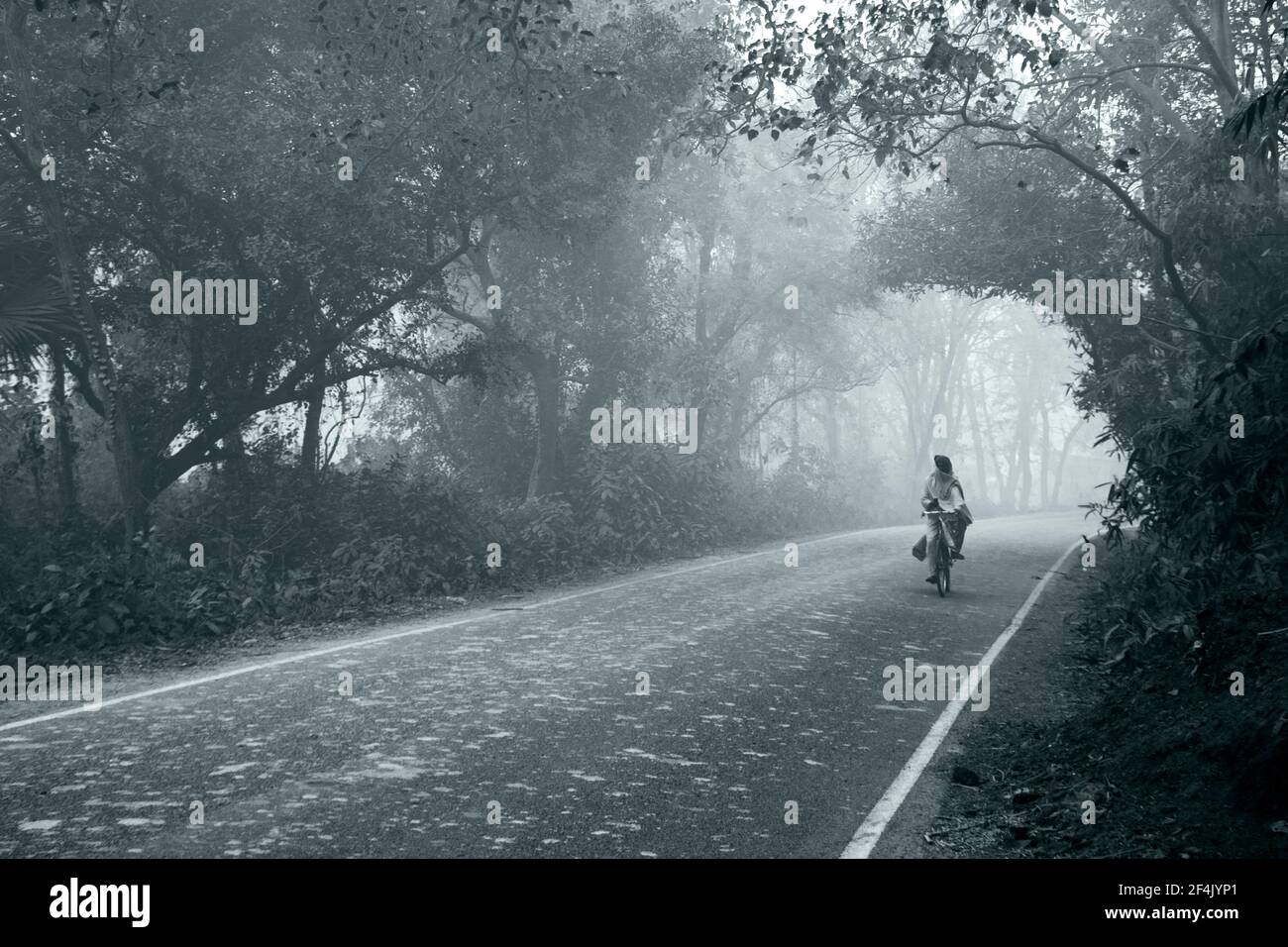 one person riding cycle on road between the forest Stock Photo - Alamy