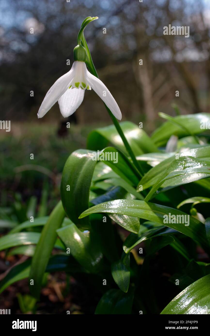 Rare snowdrop hi-res stock photography and images - Alamy