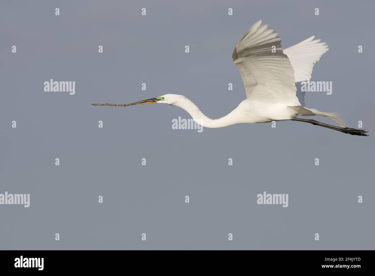 Great White Egret - Carrying sticks back to nest (Casmerodius albus ...