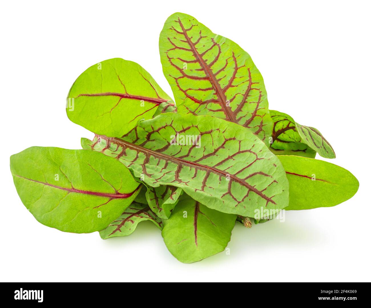 Fresh chard leaf and beetroot leaves isolated on white background ...